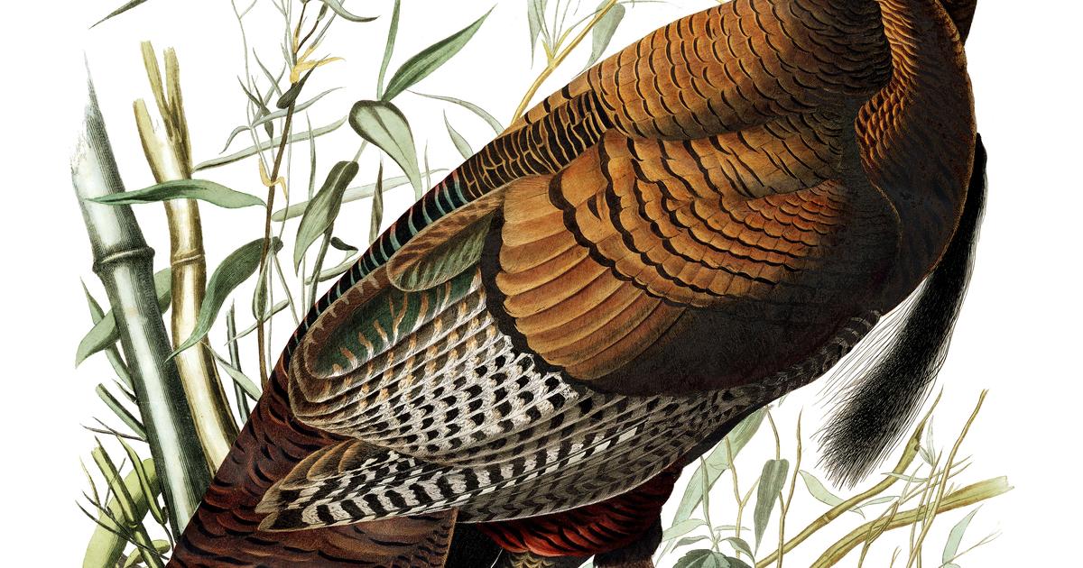 Wild Turkey | John James Audubon's Birds of America