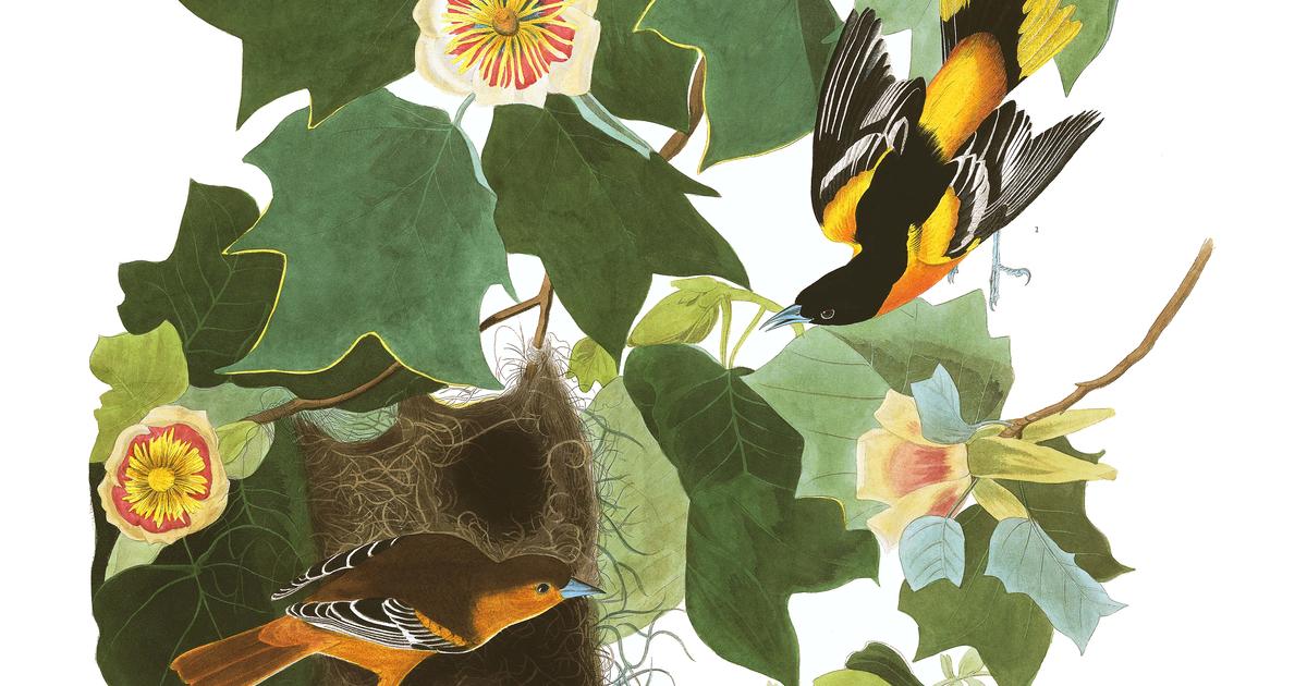 Baltimore Oriole | John James Audubon's Birds of America