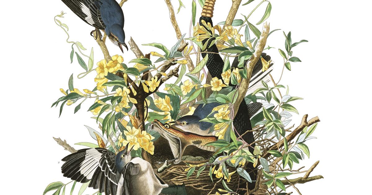 Mocking Bird | John James Audubon's Birds of America