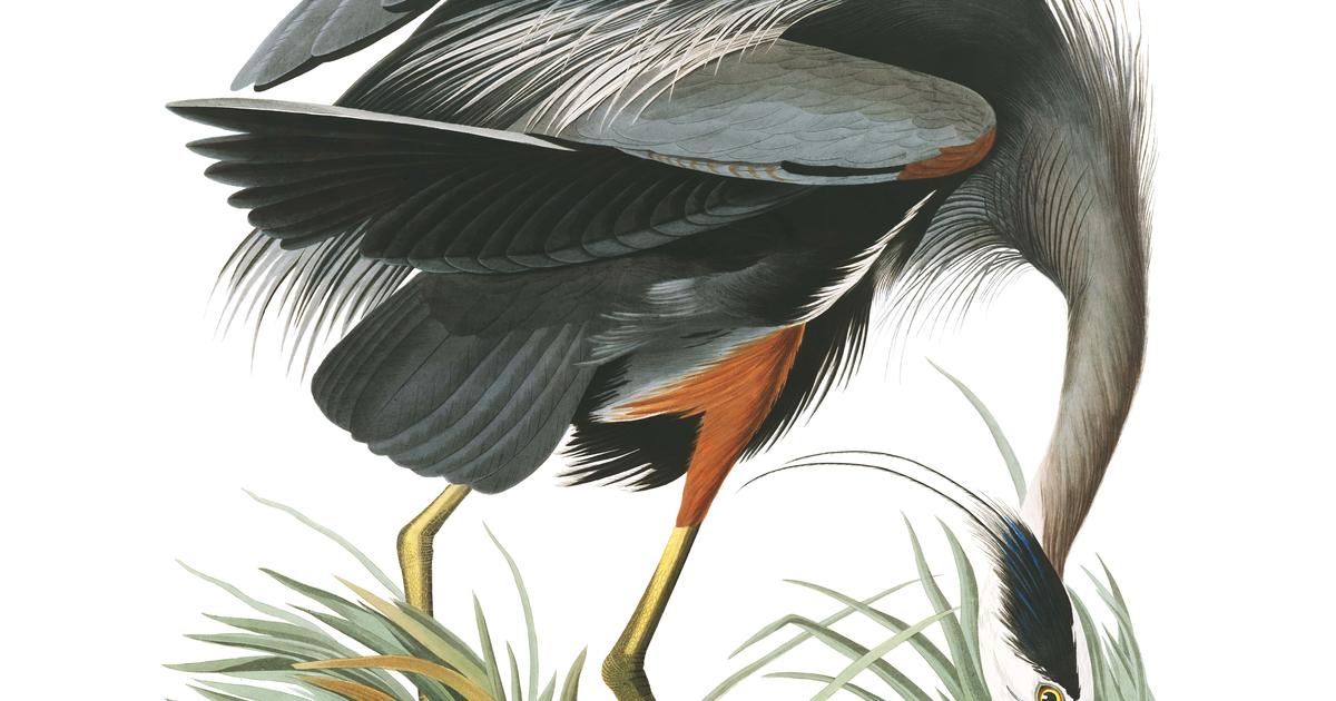 Great blue Heron | John James Audubon's Birds of America
