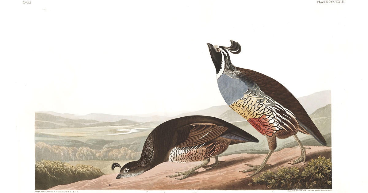 California Partridge | John James Audubon's Birds of America