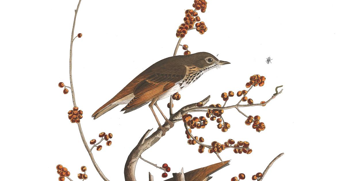 Hermit Thrush | John James Audubon's Birds of America