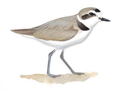 Piping Plover | Audubon Field Guide
