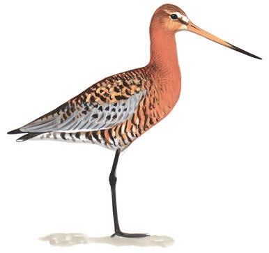 Bar-tailed Godwit | Audubon Field Guide