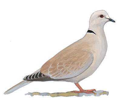 Eurasian Collared-Dove