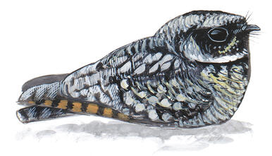 Chuck-will's-widow | Audubon Field Guide