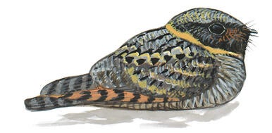 Chuck-will's-widow | Audubon Field Guide