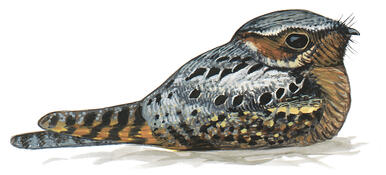 Eastern Whip-poor-will | Audubon Field Guide