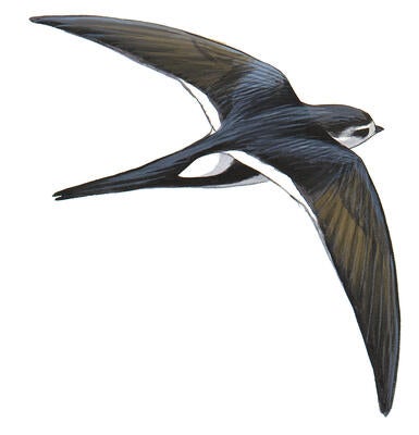 Black Swift | Audubon Field Guide