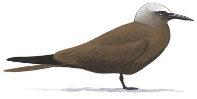 Sooty Tern | Audubon Field Guide