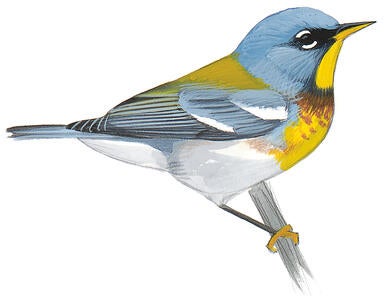 Tropical Parula | Audubon Field Guide