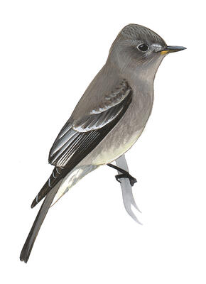 Black Phoebe | Audubon Field Guide