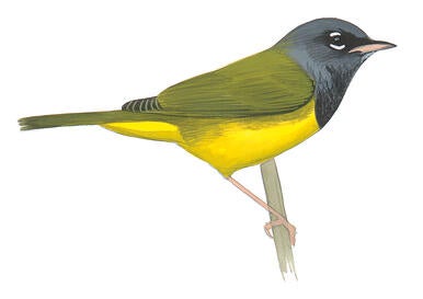 Nashville Warbler | Audubon Field Guide