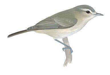 Red-eyed Vireo | Audubon Field Guide