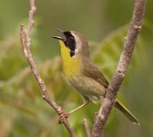Badlands National Park | Audubon