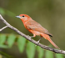 Saguaro National Park | Audubon