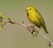 Joshua Tree National Park | Audubon